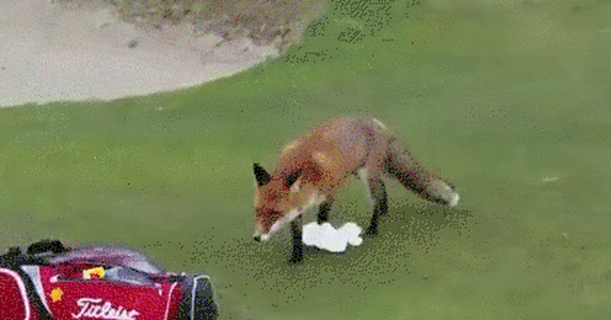 Ice La Fox Telegraph