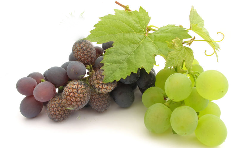 Какой вы фрукт по знаку зодиака | Пикабу