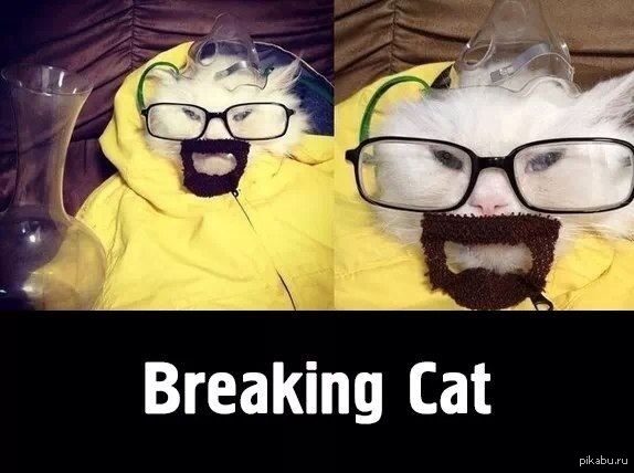 Breaking Cat | Пикабу