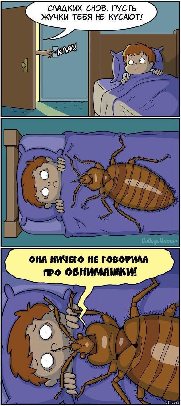 Жучки тоже любят обнимашки | Пикабу