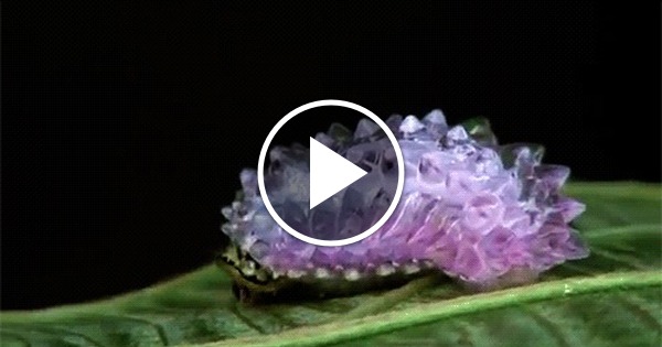 Гусеница Jewel Caterpillar (Acraga coa) | Пикабу