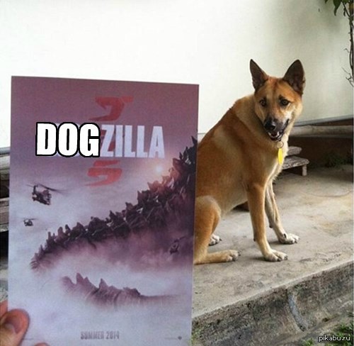 DogZilla | Пикабу