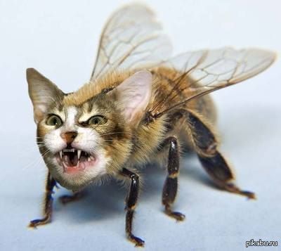 Пчела-кот | Пикабу