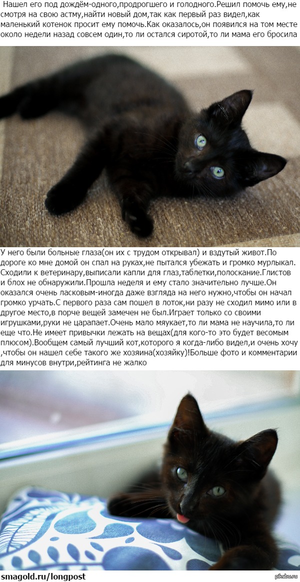Питер,котенок ищет дом! | Пикабу