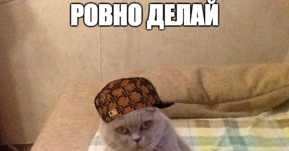Scumbag Cat | Пикабу