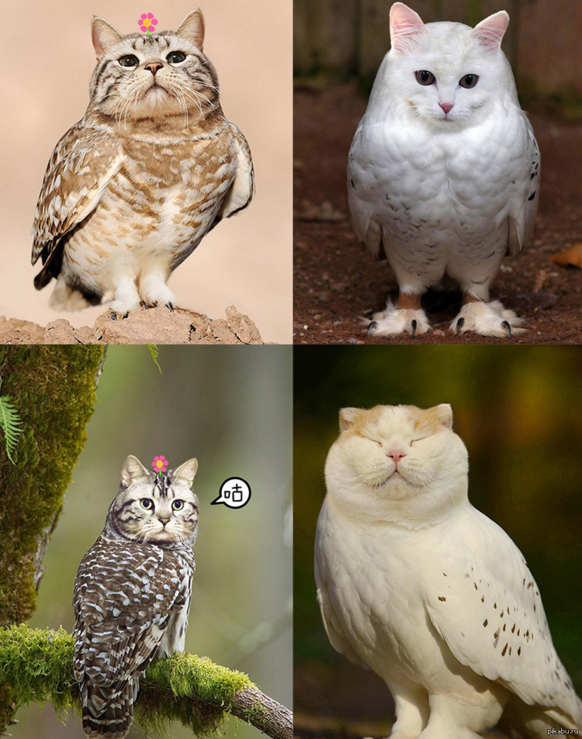 Meowl | Пикабу