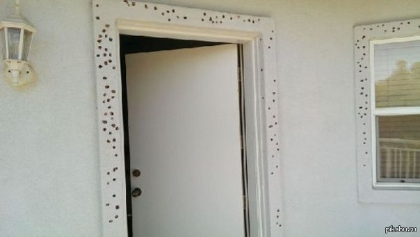 Приехали на дачу,а там... | Пикабу