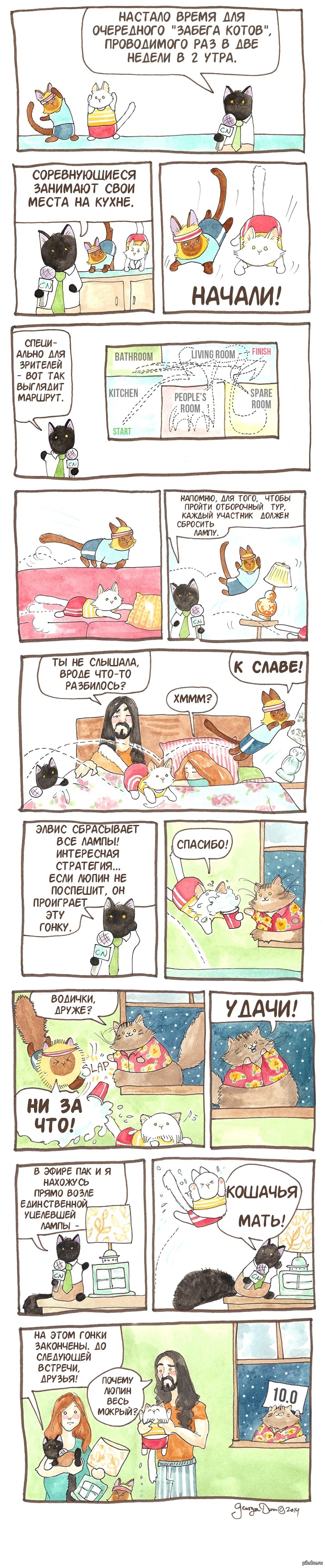 Котогонки | Пикабу
