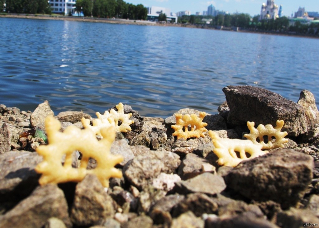 Крабы на городском пруду в Екатеринбурге | Пикабу