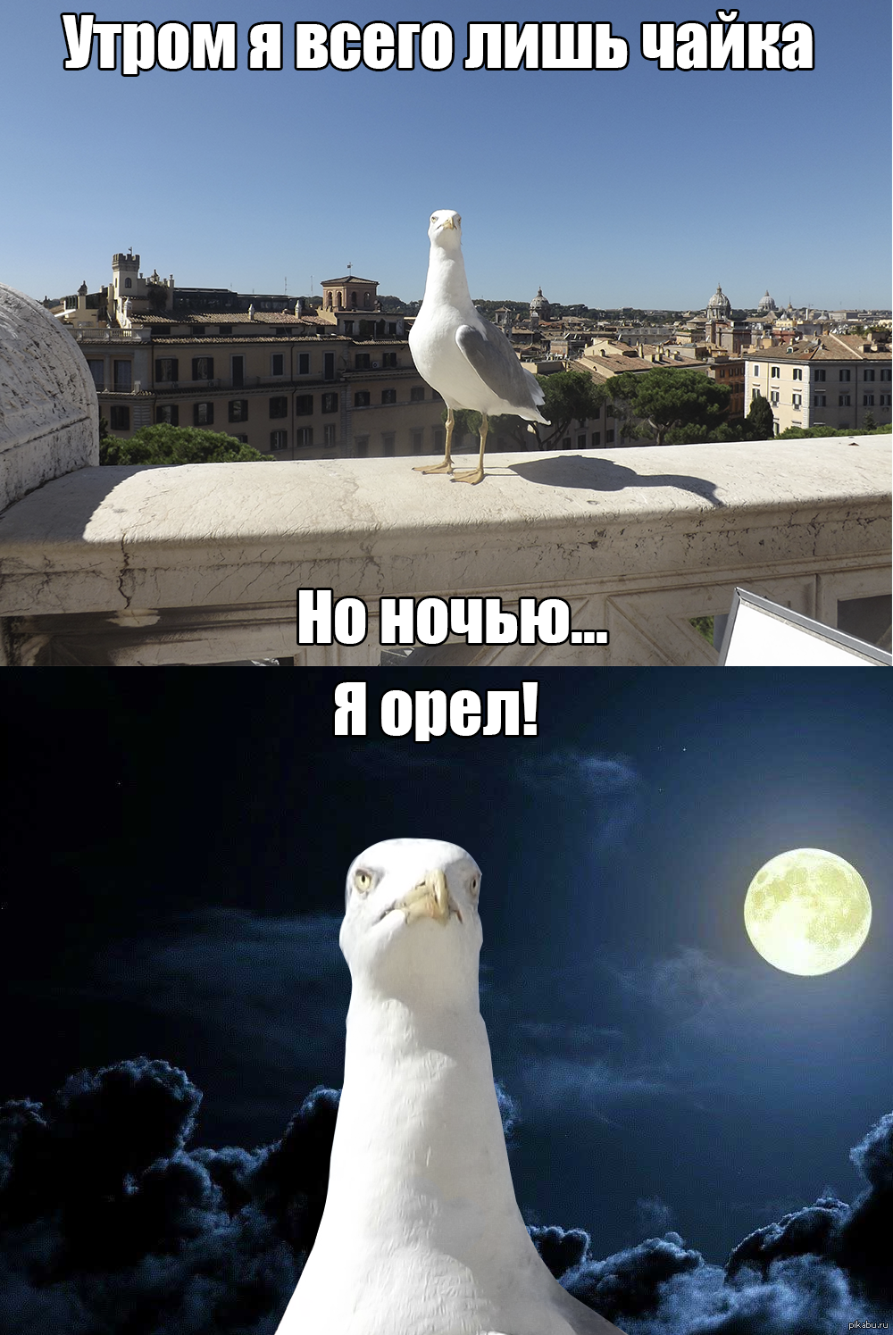 Всего лишь чайка! | Пикабу