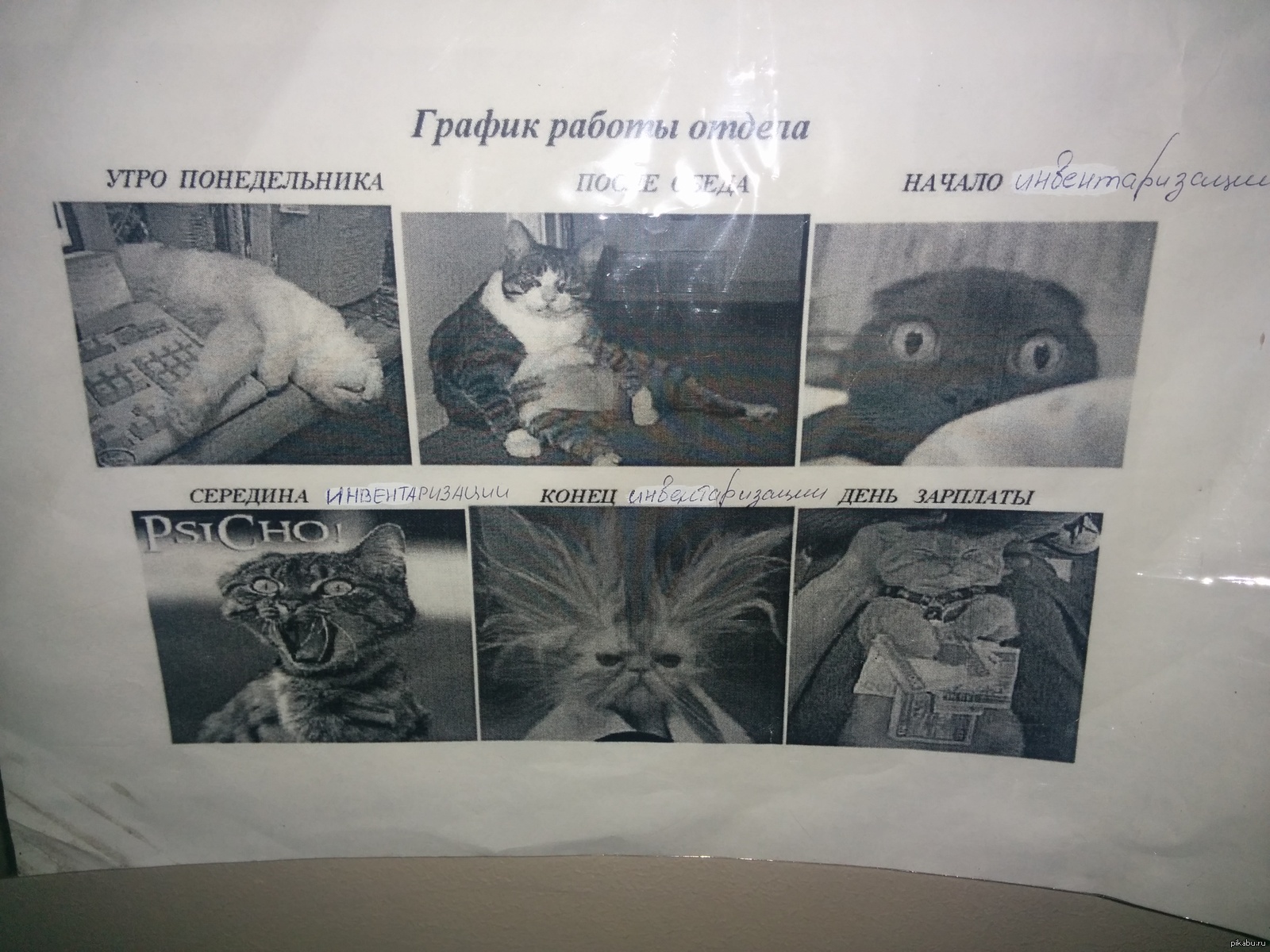 Все любят котиков. | Пикабу