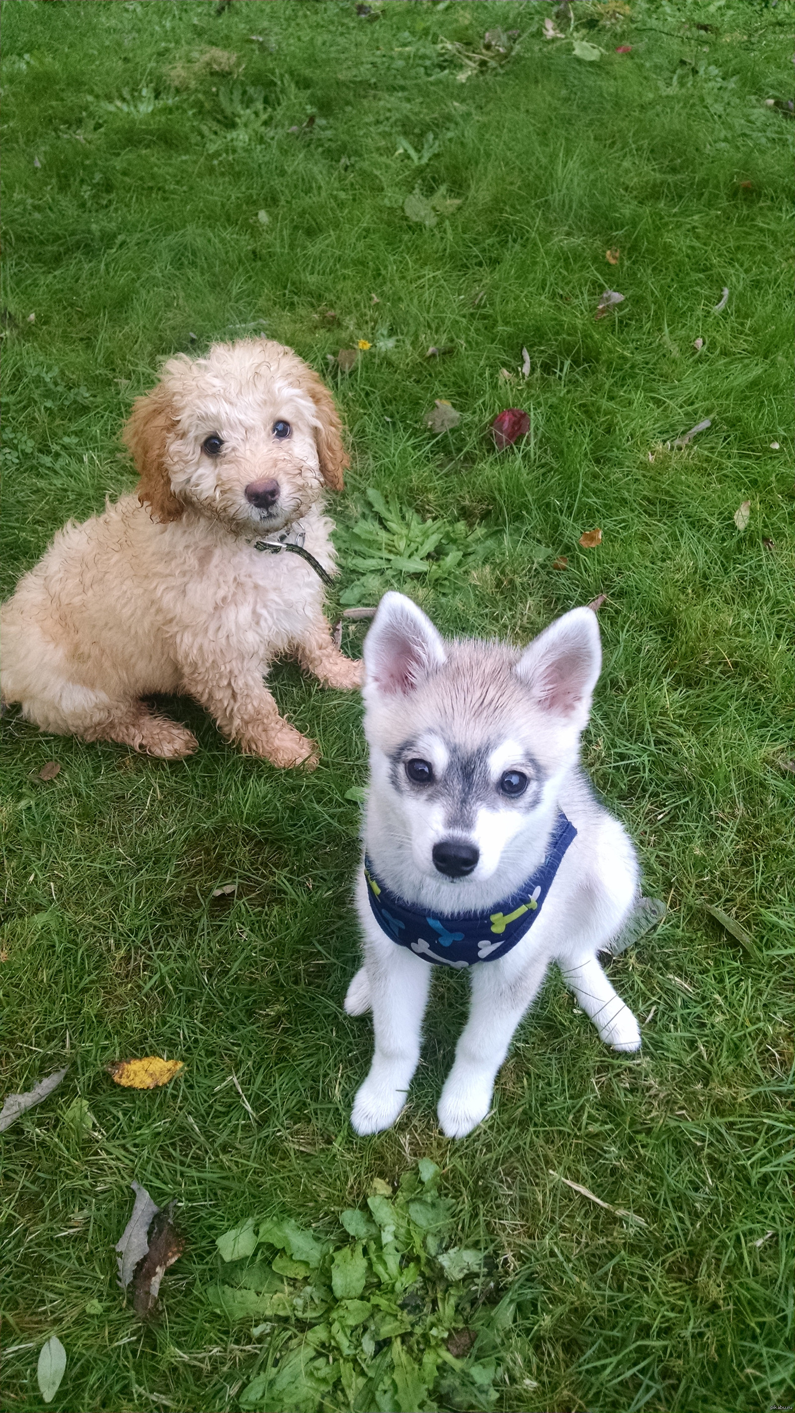 Лучшие друзья | Пикабу