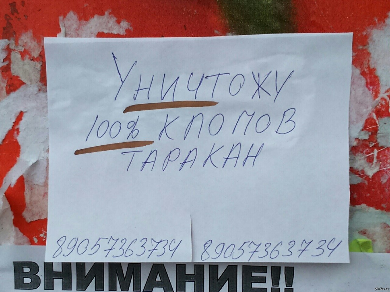 Очень сильный таракан! | Пикабу