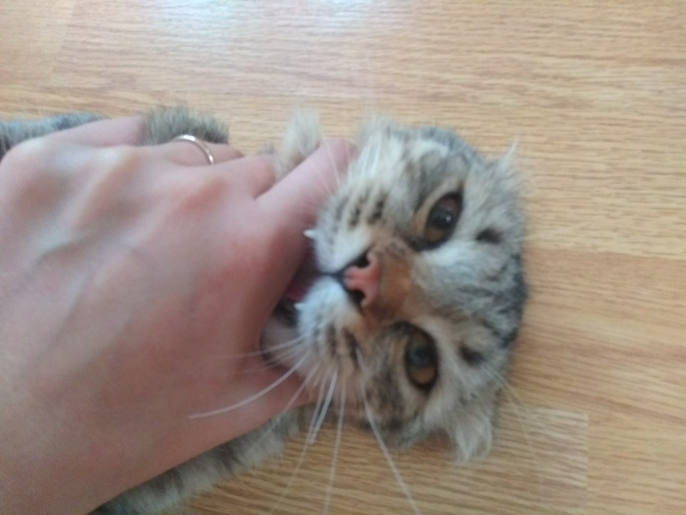Нападение на кота | Пикабу