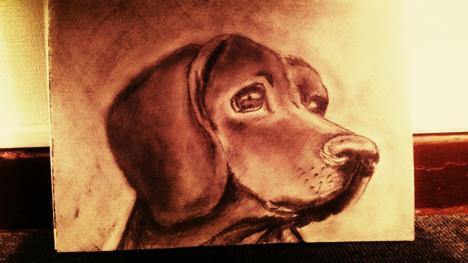 Лабрадор) | Пикабу