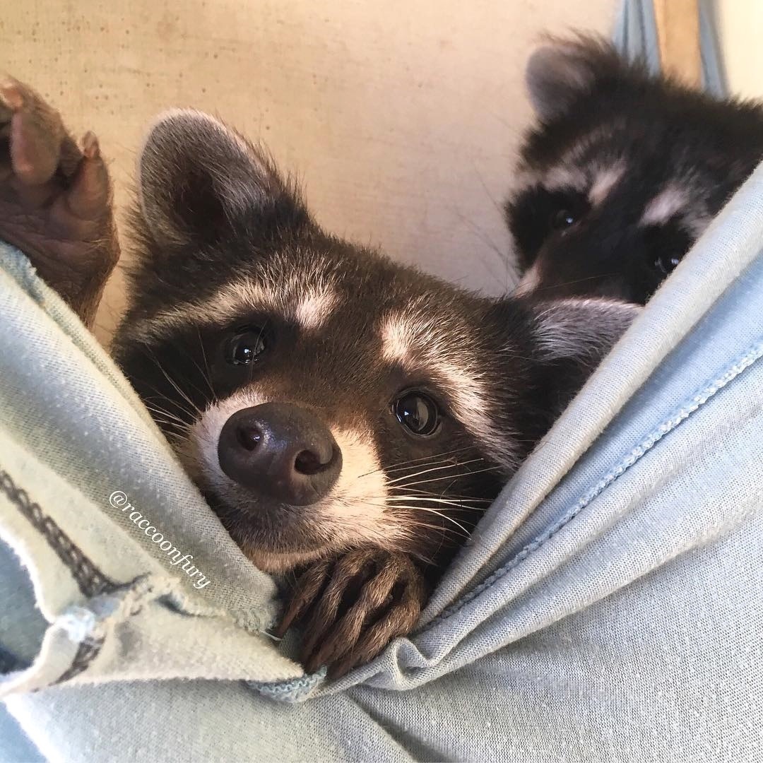 Enot #74 | Пикабу