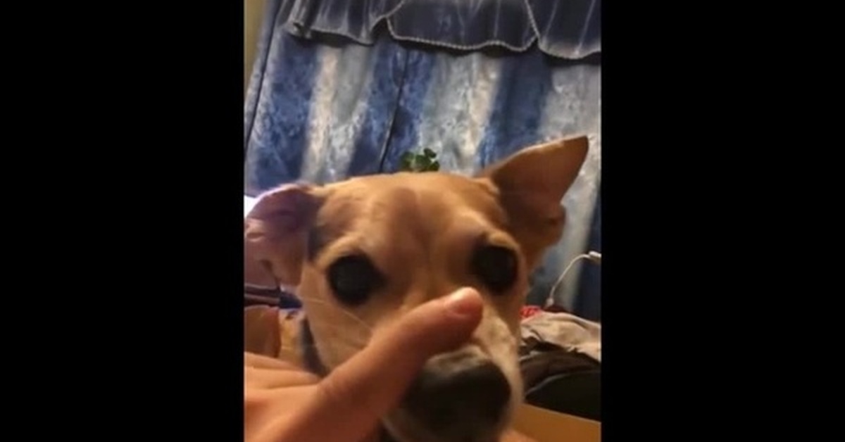 La La dog (бонус в цоментах) - 25.05.17 02:16 | Пикабу