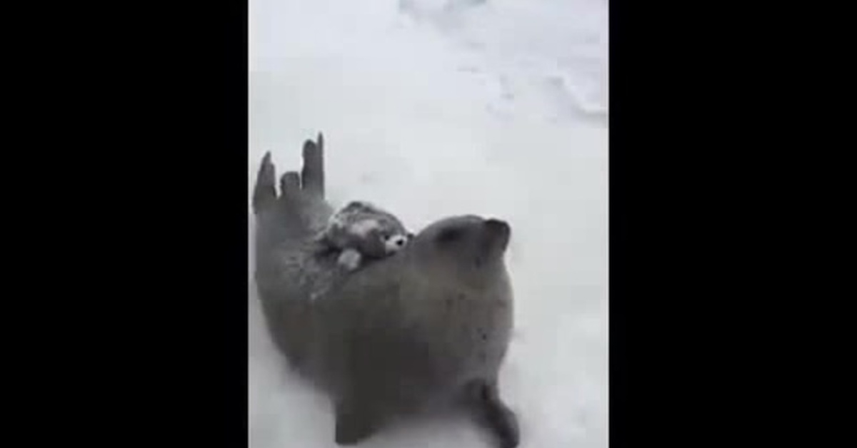Run Seal Run | Пикабу